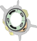 Lecture » Institute of Neurobiochemistry